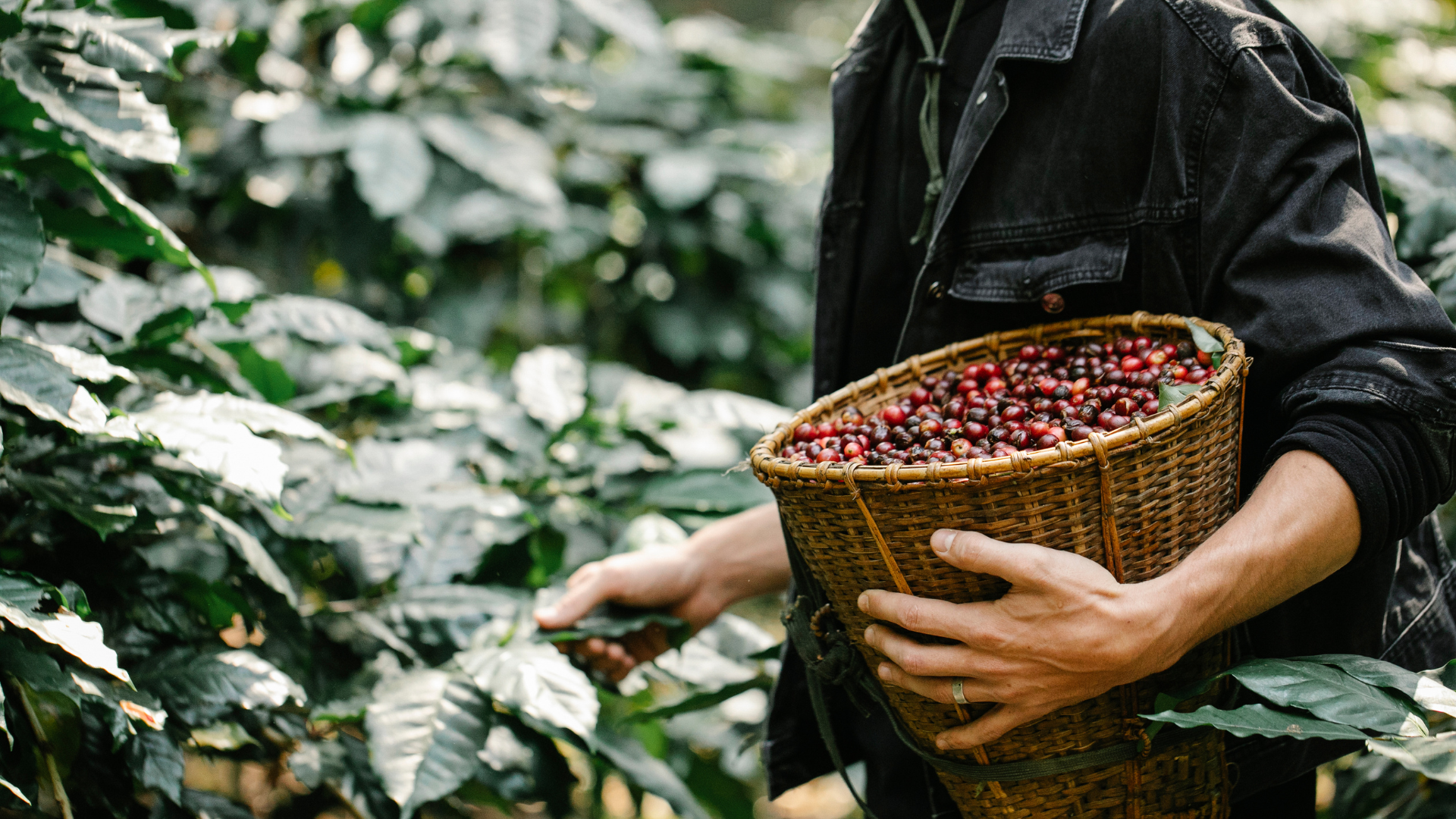 酸味の強いコーヒーのおすすめ豆から美味しい入れ方を徹底解説 | Capra Coffee