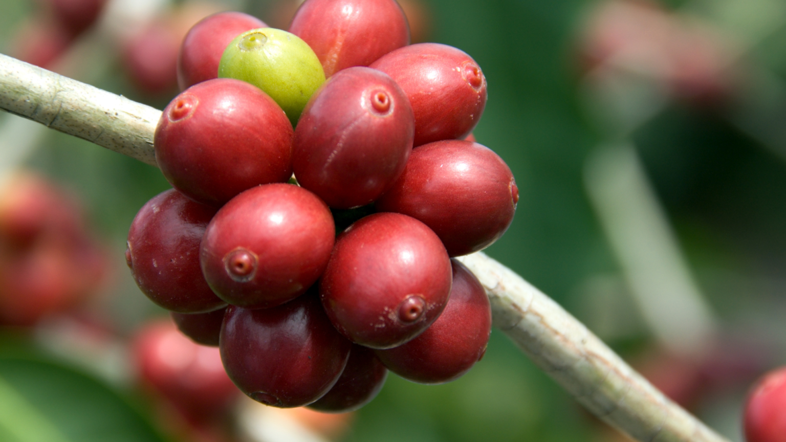 コナコーヒーとは？高級豆の特徴から選び方まで完全ガイド | Capra Coffee