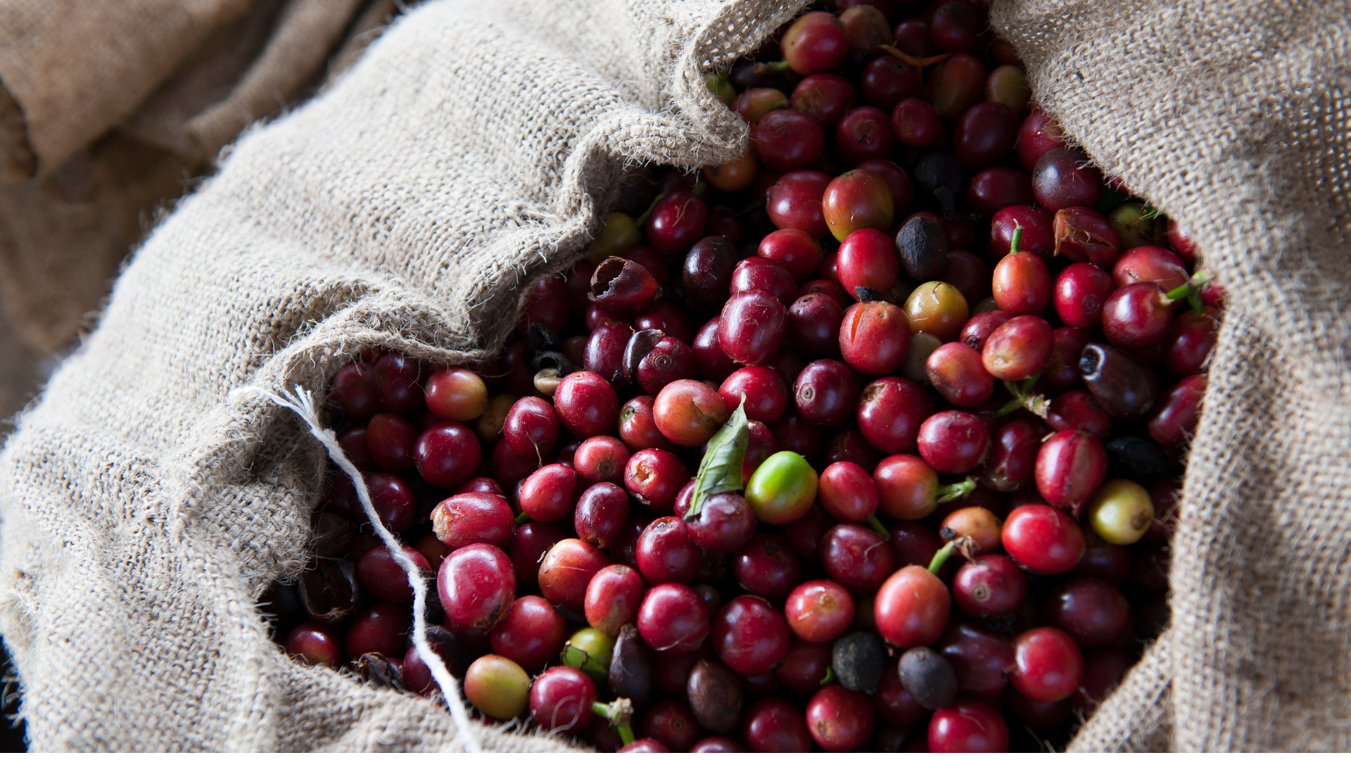 コナコーヒーとは？高級豆の特徴から選び方まで完全ガイド | Capra Coffee